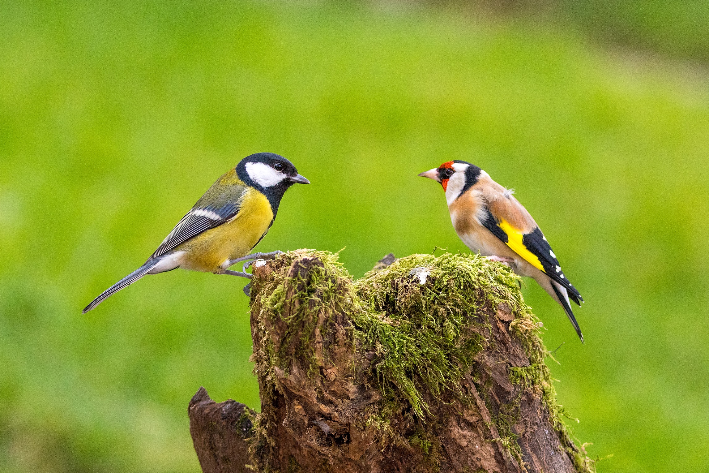 Vseslovenska akcija opazovanja ptic »Ptice okoli nas« - Celje.info