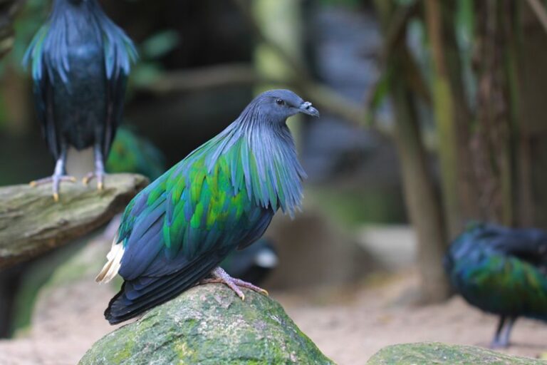 V Celju svoj nov dom našel največji golob na svetu - Celje.info